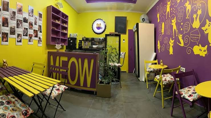 Kafe Kucing Ankara Buka Kembali – Kempalan.com